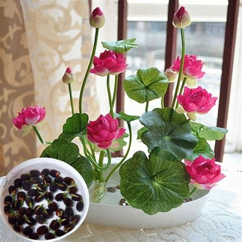 Premium Bonsai Lotus Flower Seeds Have A Beautiful Lotus At Home