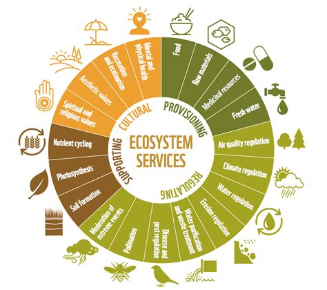 Street Tree Ecosystem Services At Julie Solberg Blog