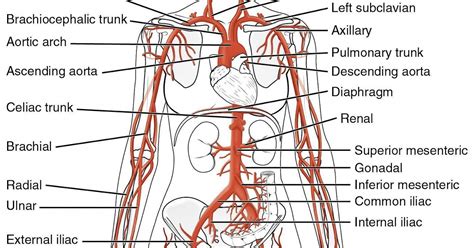 Anatomy Label Major Arteries And Veins Human Arteries And Veins
