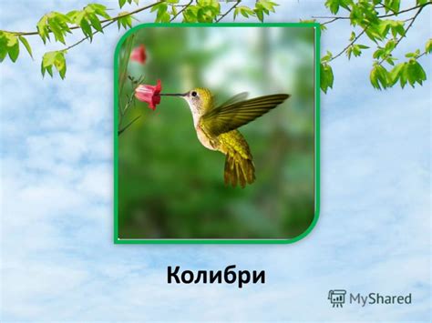 Презентация на тему Колибри Самая маленькая птица на земном шаре