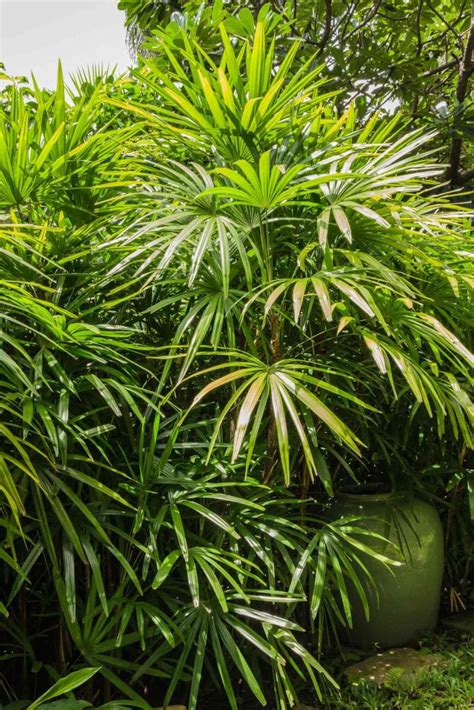 Rhapis Excelsa Palmier Bambou Plantation Et Entretien