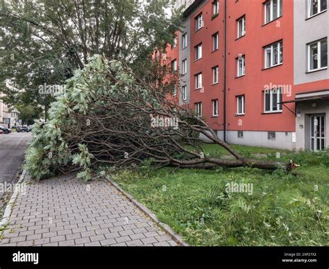 Broken Tree After Strong Wind And Storm In Front Of Prefabs Stock Photo