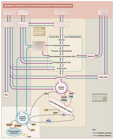 Microbio Ch Diagram Diagram Quizlet