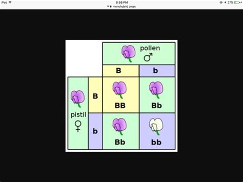 Monohybrid Cross Definition