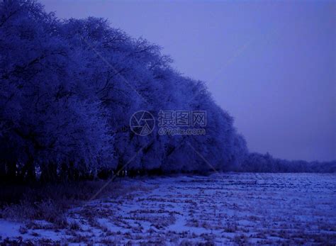 冻结森林树叶树木荒野天气白霜地球场地环境草原叶子高清图片下载 正版图片321194971 摄图网
