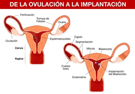 La Fecundación Educación Sexual Camx