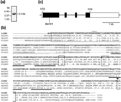A Northern Blot Analysis Of Crdes Total Rna Was Isolated From C
