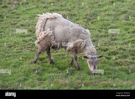 Domestic Sheep Mule Sheep Affected By Sheep Scab Psoroptic Mange