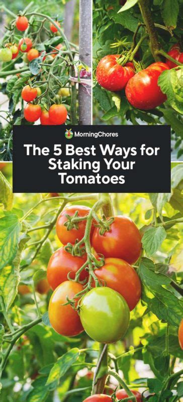 The 5 Best Ways To Stake Tomatoes Homesteading Alliance