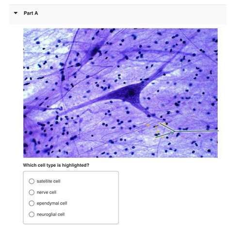 GET ANSWER Part A Which Cell Type Is Highlighted Satellite Cell