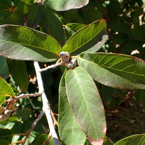 Quercus Polymorpha Monterrey Oak Green Things Nursery Green Things