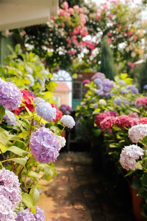 6월에 피는 꽃 보라색 핑크 파란 수국꽃말 네이버 블로그