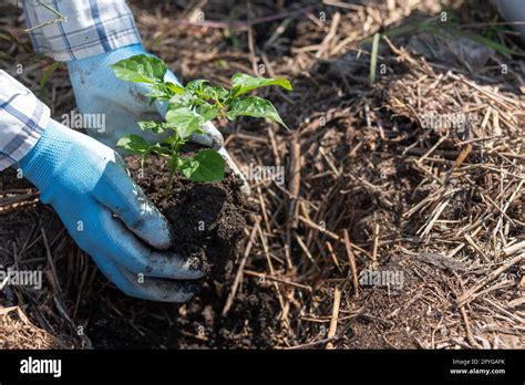 Concept Of Hand Planting Trees Increases Oxygen And Helps Reduce Global