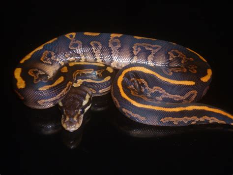 Morph List World Of Ball Pythons