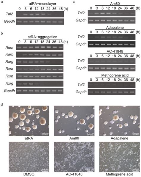 A P19 Cells Were Treated With 1 μm Atra And Cultured In Adherent