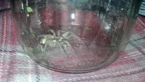 Look What Just Crawled Into My Girlfriends Purse Rwtf