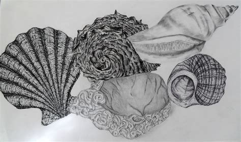 Seashell Drawing Images