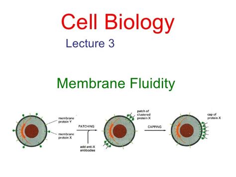 03 Membrane Fluidity