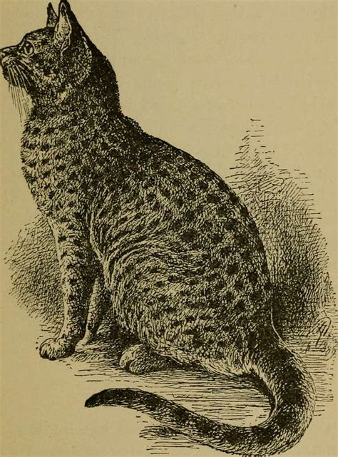 The Cat A Guide To The Classification And Varieties Of Cats And A