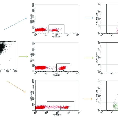 Evaluation Of The Percentage Of Lymphocytes B Cd19 T Cd4 T Cd8