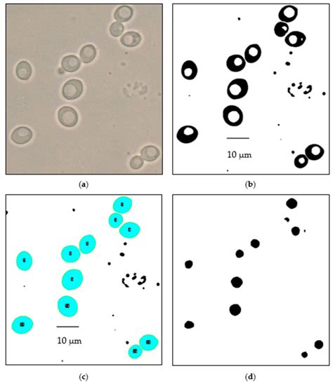 Yeast Cells Under Microscope 40x