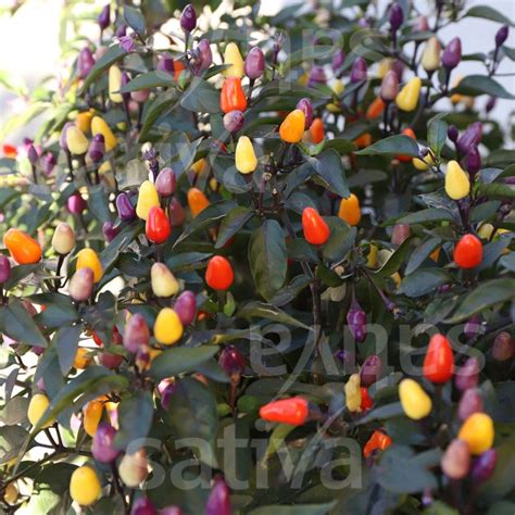 Lila Luzi Buy Organic Seeds Online Pepperschillies Sativa Online Shop