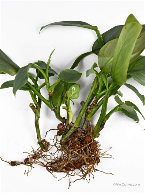 Easy Guide To Growing Houseplants In LECA Tips And Tricks For Success
