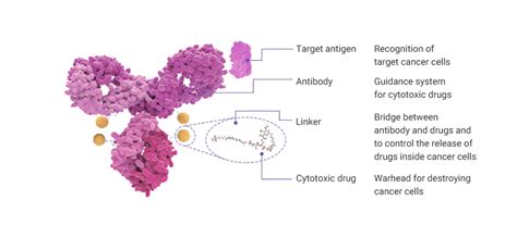 Internal Standard Product For Adc New Drug Development Isotope Labeled Compounds Medchemexpress