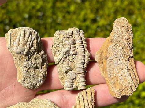 Fossil Crinoids Fossil Collection Lot Of 5 Alabama Fossils Bangor