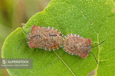 Stink Bug Mating Cueva De Los Guacharos National Park Cave Of The