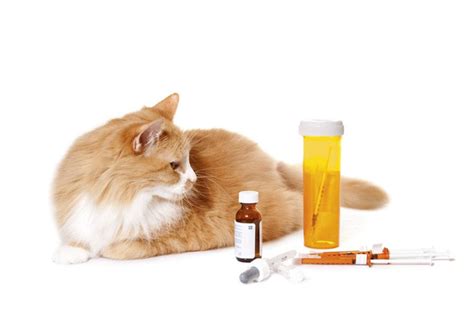 Administrer un médicament à mon animal Société Plusmagazine
