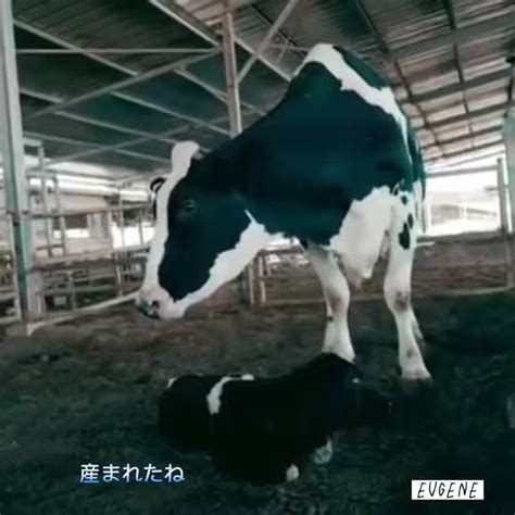 Voiceforanimalsjapan ™ 🐺 On Twitter 乳牛に虐待動画が炎上しましたが。 牛乳 の為に妊娠させては
