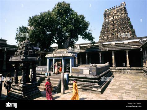 Old Mango Tree At Ekambareswarar Temple In Kanchipuram Tamil Nadu
