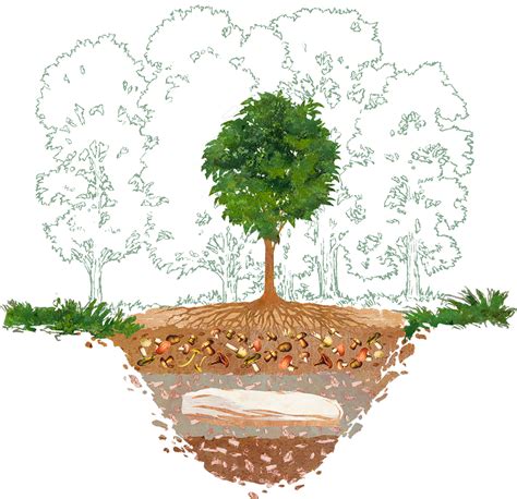 Tree Burial For People Transcend