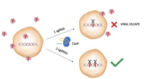 A Combinatorial Crisprcas9 Approach Is Needed To Effectively Block The