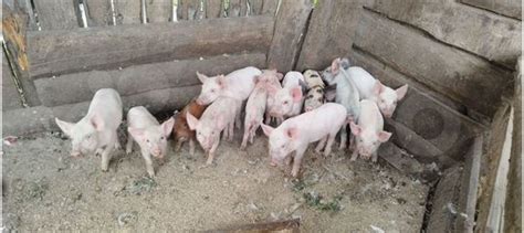 Поросята купить в Преображенской Животные и зоотовары Авито