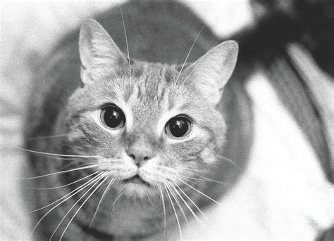 Lovely Cat Photograph By Iris Kwan Fine Art America