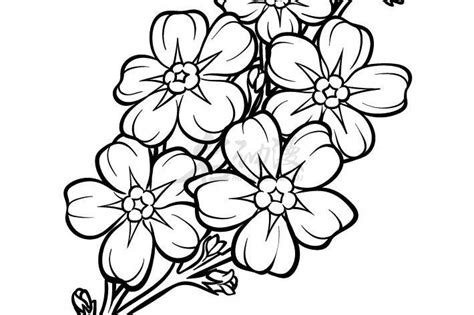 教你画植物勿忘我绘画教程花朵两朵花的中心