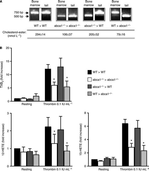 Atp‐binding Cassette Transporter 1 Abca1 Deficiency Decreases