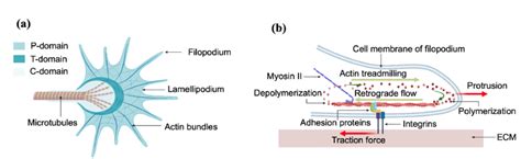 A Top View Schematic Of The Growth Cone Showing The Structural