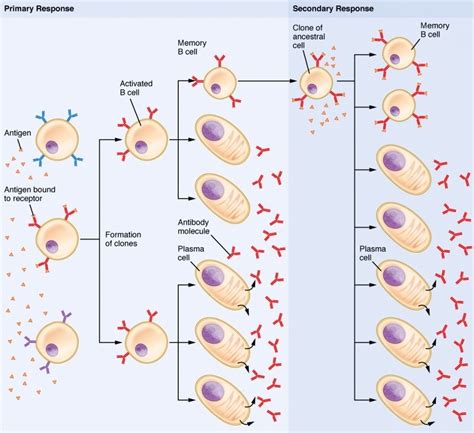 Clonal Selection Of B Cells