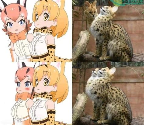 Pin By Ota On Memes Anime Funny Anime Memes Funny Funny Anime Pics