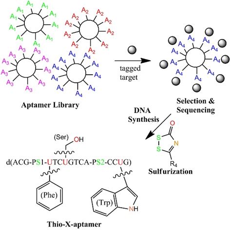 Development Of Phosphorothioate Dna And Dna Thioaptamers