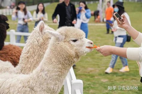 萌宠乐园是否值得投资？ 知乎