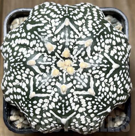 Shpr18393 Astrophytum Asterias ‘miracle V Type Cactus Online