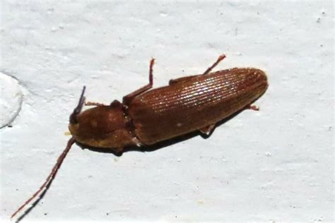 Monocrepidius From Coomba Park Nsw 2428 Australia On May 23 2024 At 05 33 Pm By Christine Rand