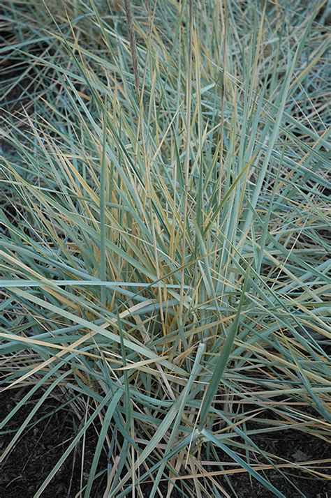 Blue Dune Lyme Grass Leymus Arenarius Blue Dune In Oklahoma City