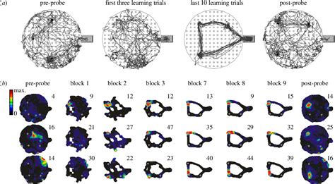 Figure 1 From Sharp Waveripple Network Oscillations And Learning