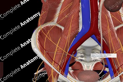 Deep Circumflex Iliac Artery Complete Anatomy