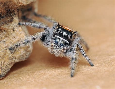 Jumping Spiders Arthropods Canada